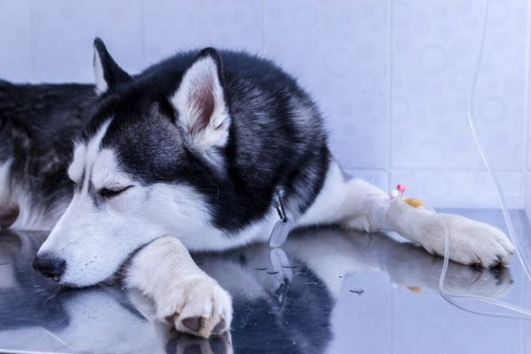 Pneumonia in Dogs: Types and Treatment Recommendations | Great Pet Care