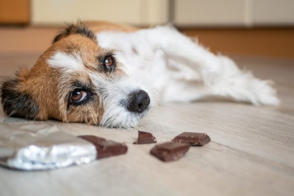 Why Is Chocolate Bad for Dogs? | Great Pet Care