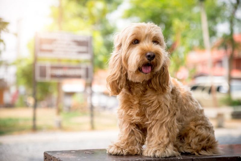 Cockapoo Dog Breed: History, Info and Pictures | Great Pet Care