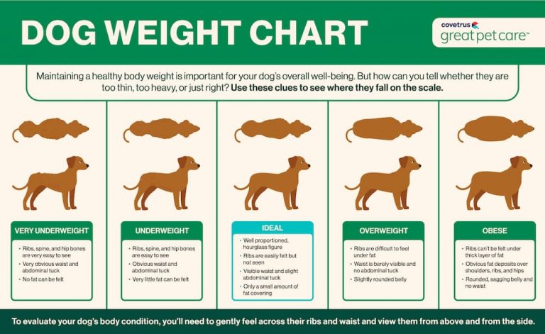 Is My Dog Overweight? 7 Signs to Watch For | Great Pet Care