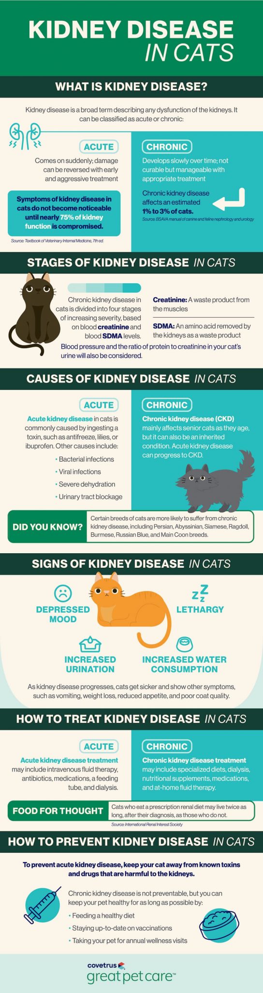 Kidney Disease in Cats | Great Pet Care