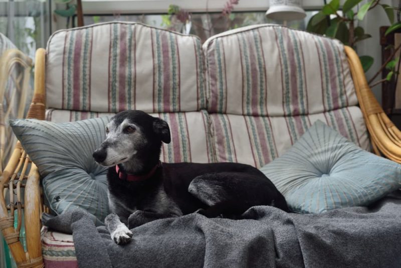 Lurcher Dog Breed Information | Great Pet Care