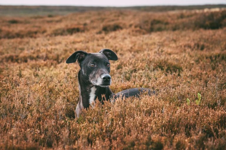 Lurcher Dog Breed Information | Great Pet Care