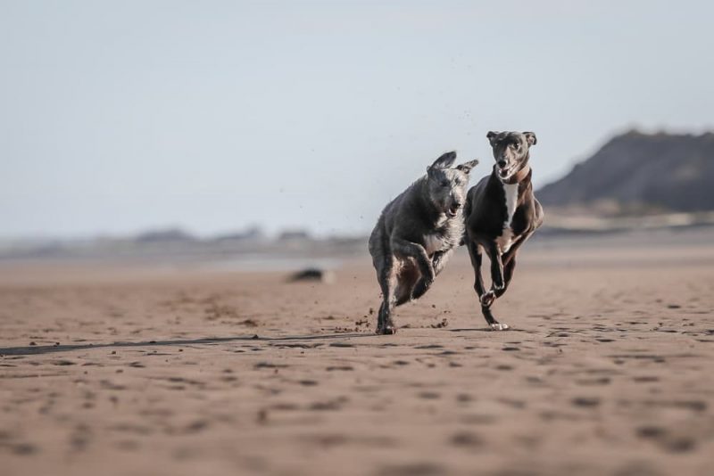 Lurcher Dog Breed Information | Great Pet Care