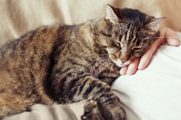 Why Does My Cat Lay on My Chest? | Great Pet Care
