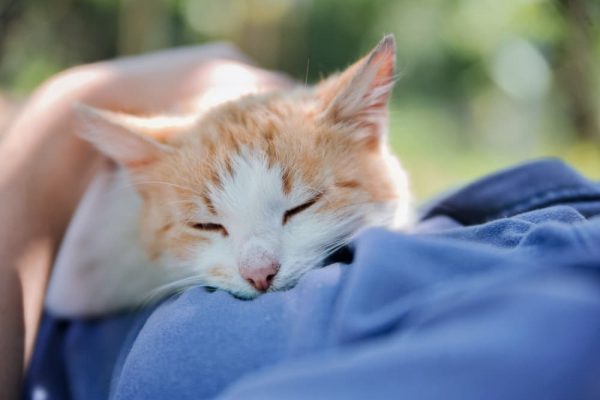 Why Does My Cat Lay on My Chest? | Great Pet Care
