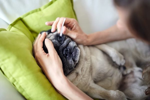 Eye Drops for Dogs: Types and How to Use Them | Great Pet Care