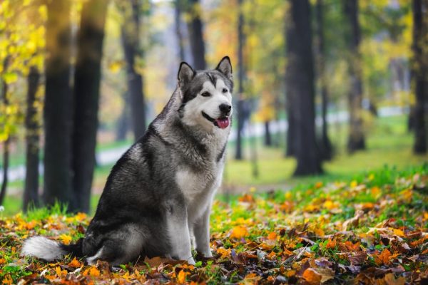 9 Dog Breeds With Pointy Ears | Great Pet Care