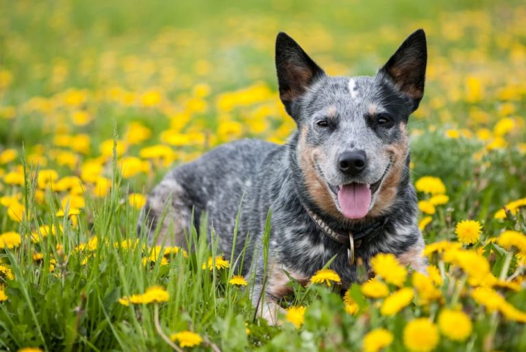 9 Dog Breeds With Pointy Ears | Great Pet Care