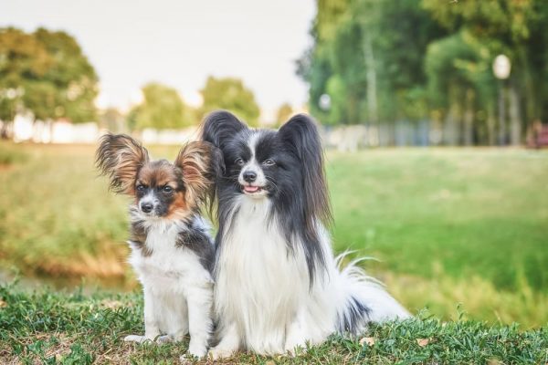9 Dog Breeds With Pointy Ears | Great Pet Care