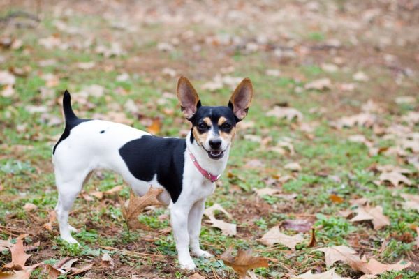 9 Dog Breeds With Pointy Ears | Great Pet Care