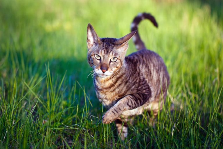 8 Rex Cat Breeds to Know | Great Pet Care