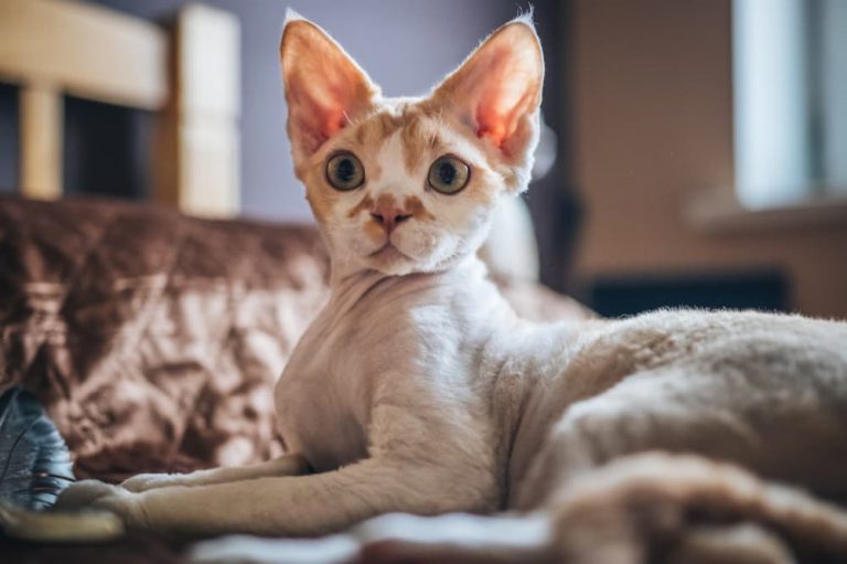 8 Rex Cat Breeds to Know | Great Pet Care