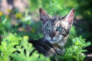 8 Rex Cat Breeds to Know | Great Pet Care