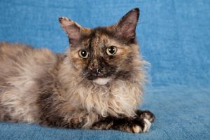 8 Rex Cat Breeds to Know | Great Pet Care