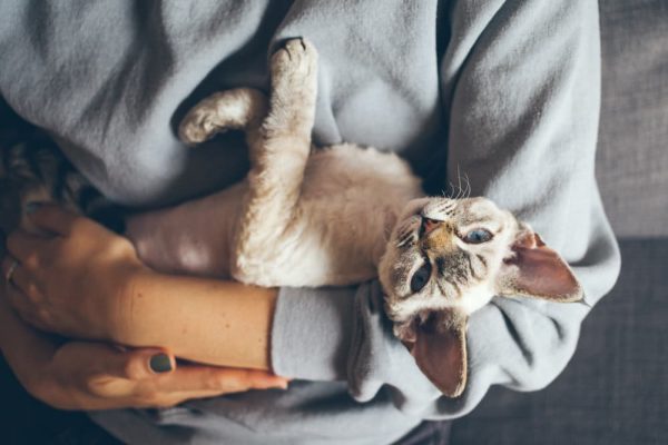 8 Rex Cat Breeds to Know | Great Pet Care