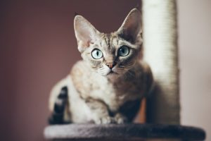 8 Rex Cat Breeds to Know | Great Pet Care