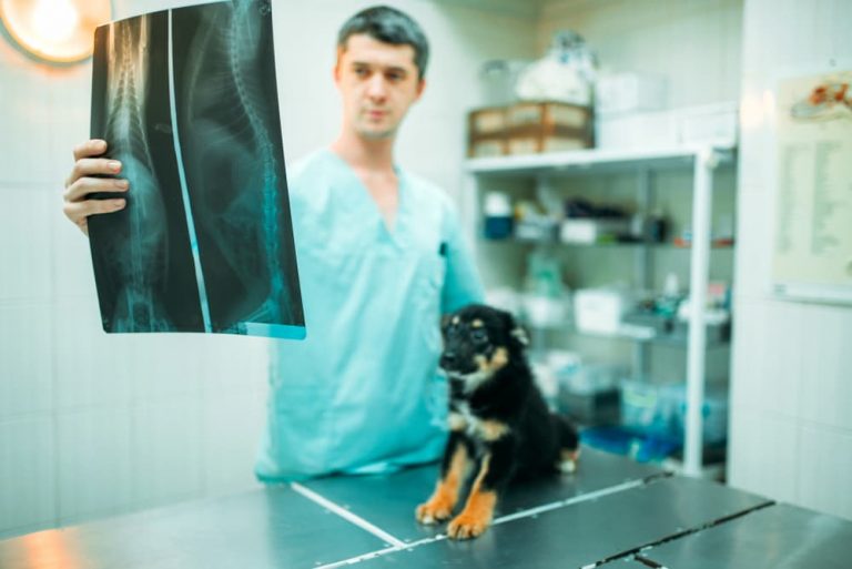 Elbow Dysplasia in Dogs | Great Pet Care