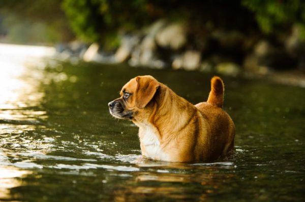 Pug Mixes: What You Need to Know About These Crossbreeds | Great Pet Care