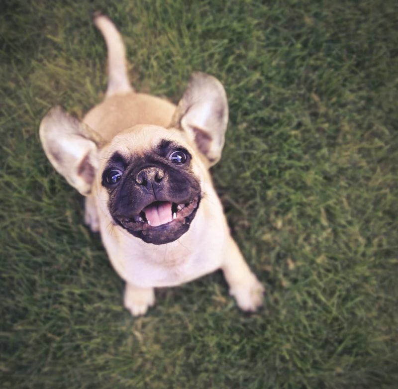 Pug Mixes: What You Need to Know About These Crossbreeds | Great Pet Care