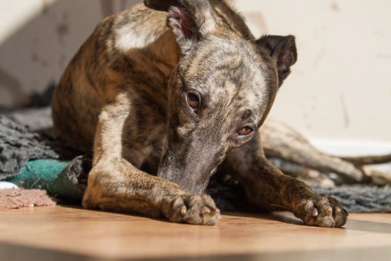 Lurcher Dog Breed Information | Great Pet Care