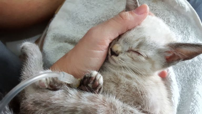 Fading Kitten Syndrome | Great Pet Care