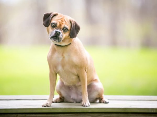 Pug Mixes: What You Need to Know About These Crossbreeds | Great Pet Care