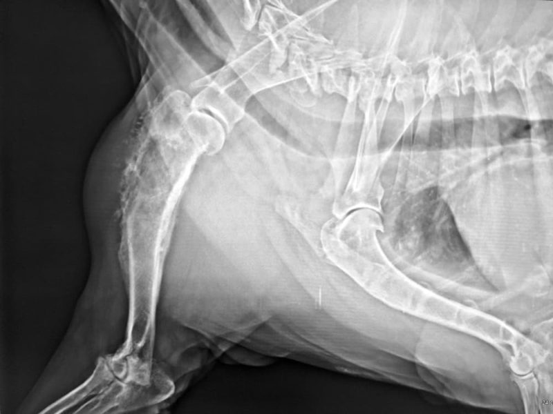 Bone Cancer in Dogs: Symptoms, Causes, Treatment | Great Pet Care