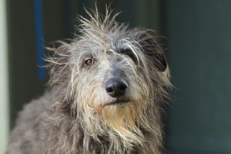 Lurcher Dog Breed Information | Great Pet Care