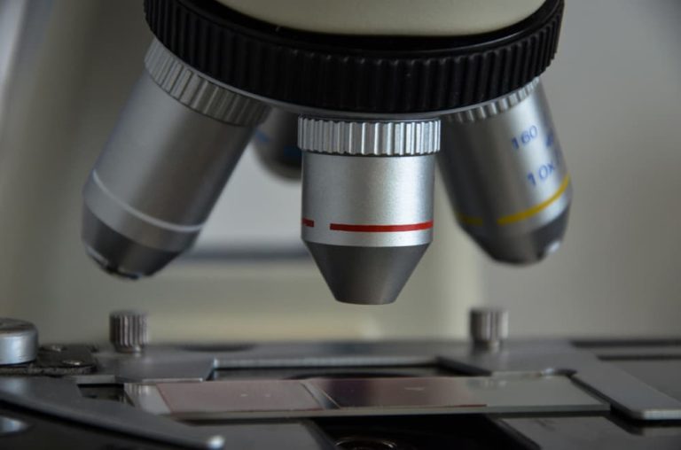 Heartworm Testing for Dogs: Why It's Important | Great Pet Care