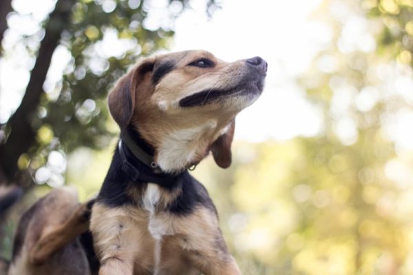 Dog Wheezing: What It Sounds Like and Why It Happens | Great Pet Care
