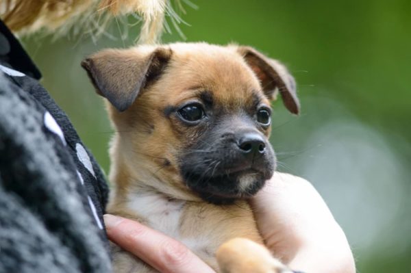 Pug Mixes: What You Need to Know About These Crossbreeds | Great Pet Care