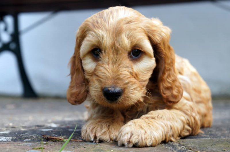 Cockapoo Dog Breed: History, Info and Pictures | Great Pet Care