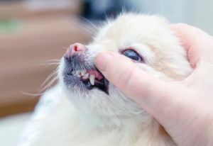 Gingivitis in Dogs | Great Pet Care