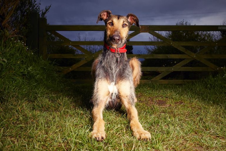 Lurcher Dog Breed Information | Great Pet Care