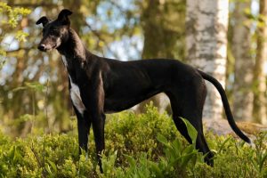 Lurcher Dog Breed Information | Great Pet Care