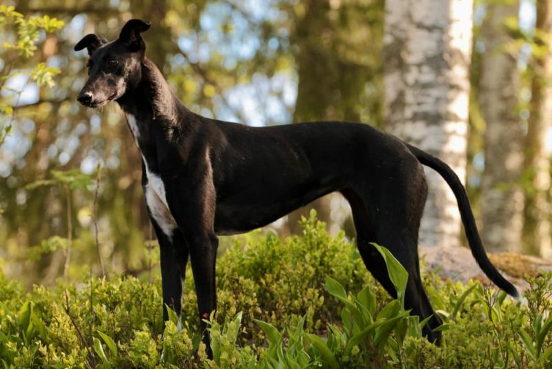 Lurcher Dog Breed Information | Great Pet Care