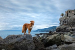 79 Nature Dog Names for Outdoor-Loving Canines | Great Pet Care