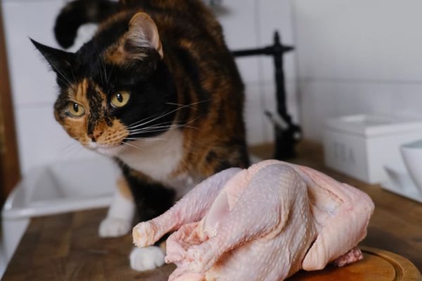 Can Cats Eat Raw Chicken? | Great Pet Care