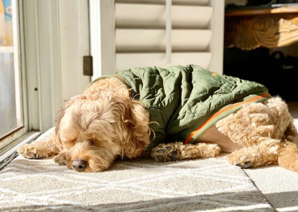 Cockapoo Dog Breed: History, Info and Pictures | Great Pet Care