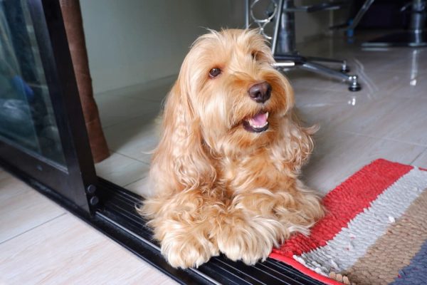 Cockapoo Dog Breed: History, Info and Pictures | Great Pet Care