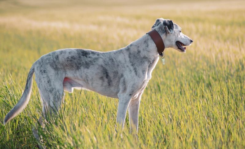 Lurcher Dog Breed Information | Great Pet Care