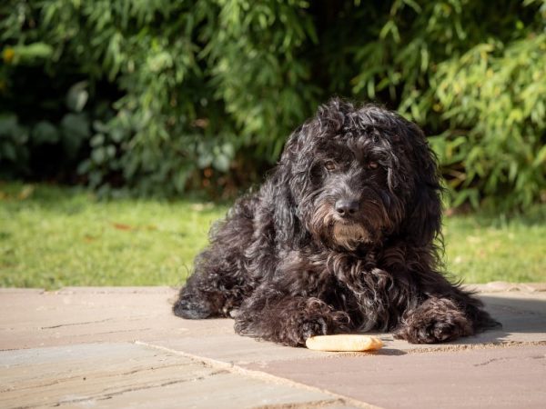 Cockapoo Dog Breed: History, Info and Pictures | Great Pet Care