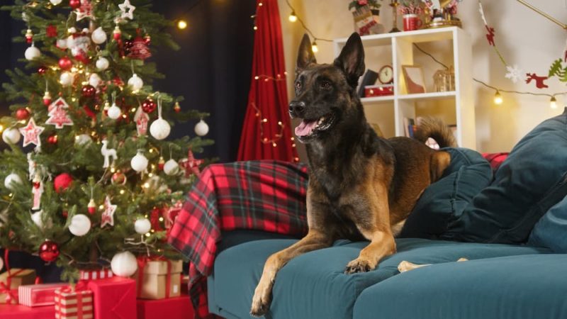 142 Christmas Dog Names to Love All Year Long | Great Pet Care