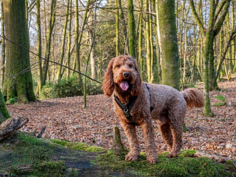 Cockapoo Dog Breed: History, Info and Pictures | Great Pet Care