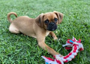 Pug Mixes: What You Need to Know About These Crossbreeds | Great Pet Care