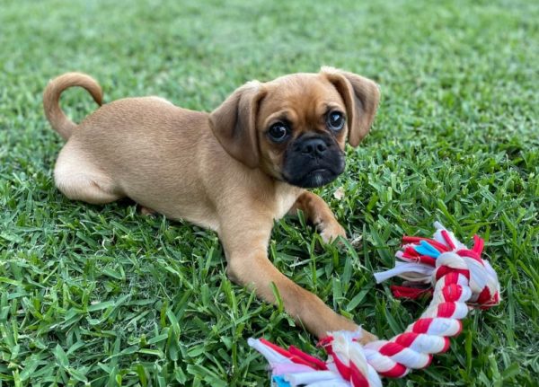 Pug Mixes: What You Need to Know About These Crossbreeds | Great Pet Care