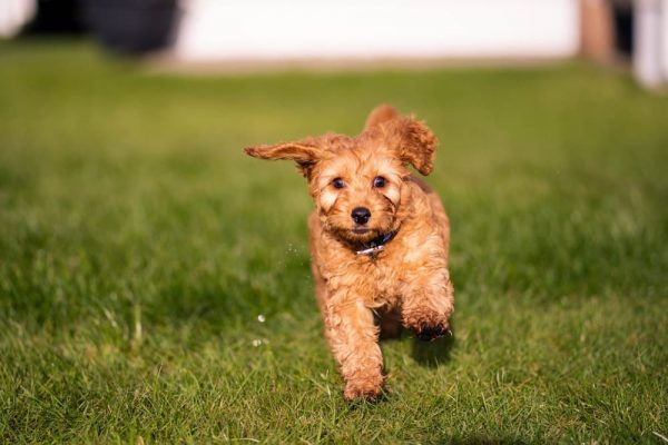 Cockapoo Dog Breed: History, Info and Pictures | Great Pet Care