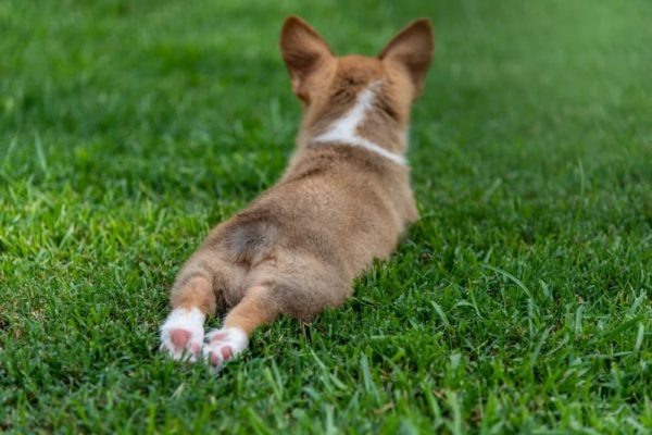 Dog Splooting: Is It a Cause for Concern? | Great Pet Care