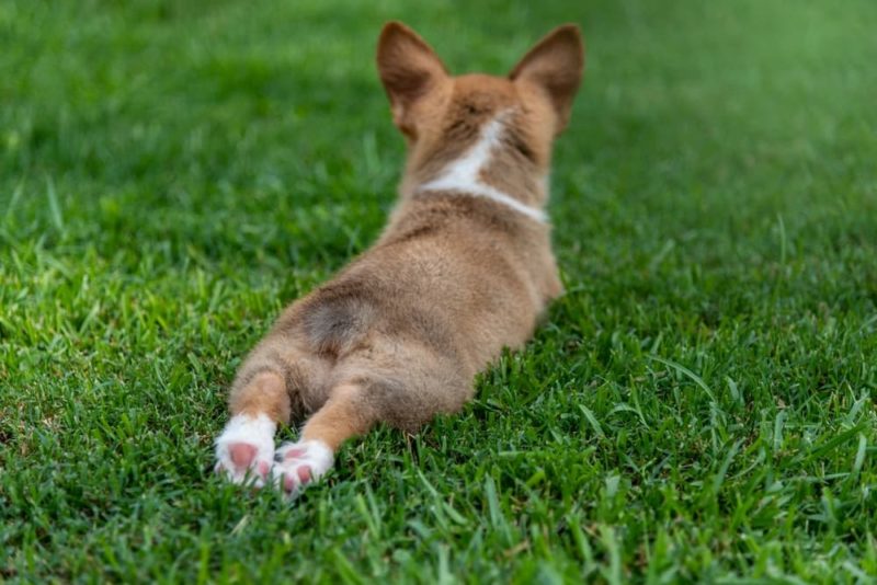 Dog Splooting: Is It a Cause for Concern? | Great Pet Care